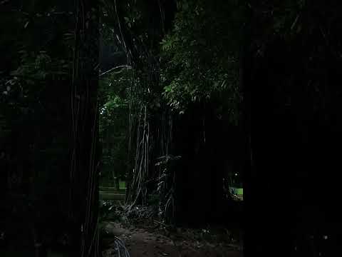 Huge Banyan tree