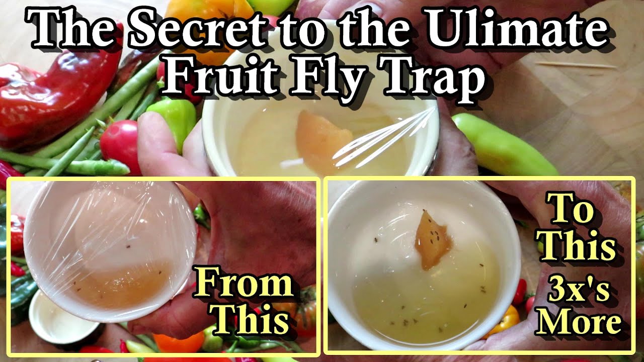The Secret to the Ultimate Fruit Fly Trap for Garden Harvests (Catch the Kitchen Pests Faster)