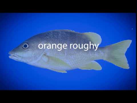 How to pronounce orange roughy