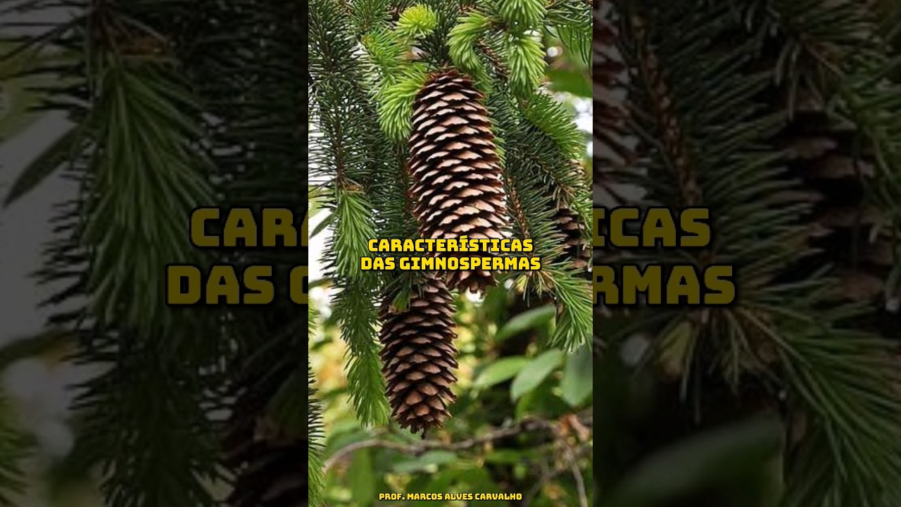 CARACTERÍSTICAS DAS GIMNOSPERMAS