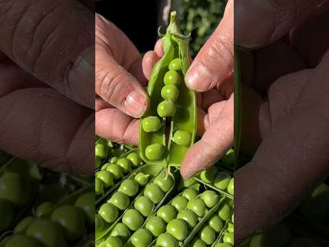 Sweet Peas Nuts. Fruity sweet peas are plump, crispy, and people like to eat a lot. #agriculture