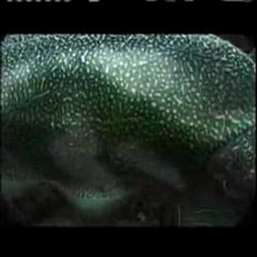 Cephalopods