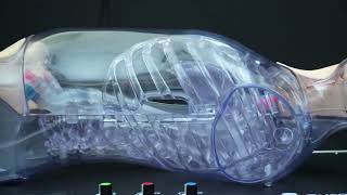 ECMO Cannulation and Endovascular Procedures Training Platform - SurgMate