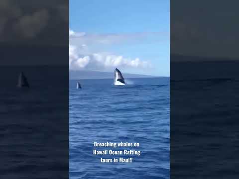 Breaching whales on our whale watch tours in Maui! @hawaiioceanrafting