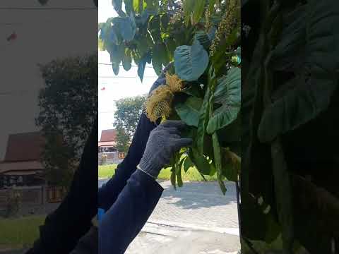 buah matoa yg ada d kecamatan sukorejo mulai berbuat dan berbunga alias ngembang mau tumbuh buah