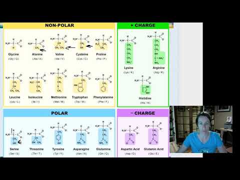 amino acid R groups