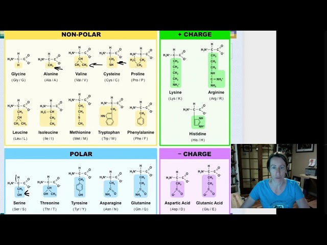 Understanding Amino Acid R Groups: The Building Blocks of Proteins ...