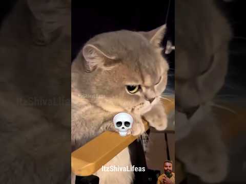 Cats Have Human-Like Emotions? π || #cat #trollface #phonk #viral #shorts