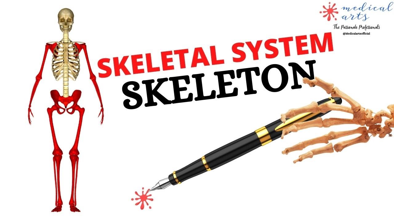 Anatomy & Physiology SKELETAL System Composition - Review.