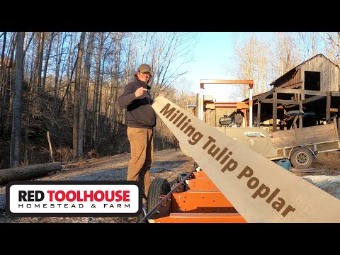 Why Tulip Poplar is My FAVORITE Wood to Mill