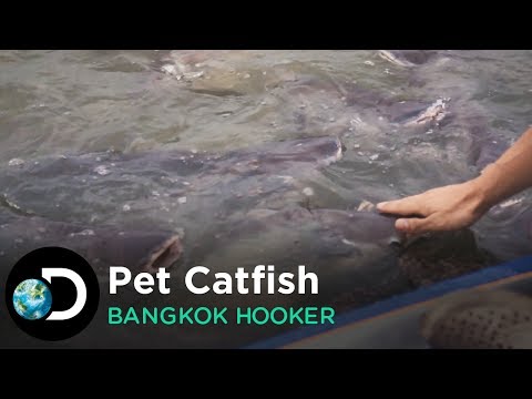Sneaks: Pet Catfish | Bangkok Hooker
