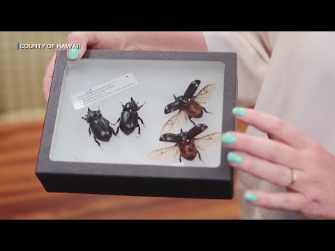 Voluntary compliance order issued to stop the spread of Coconut Rhinoceros Beetles