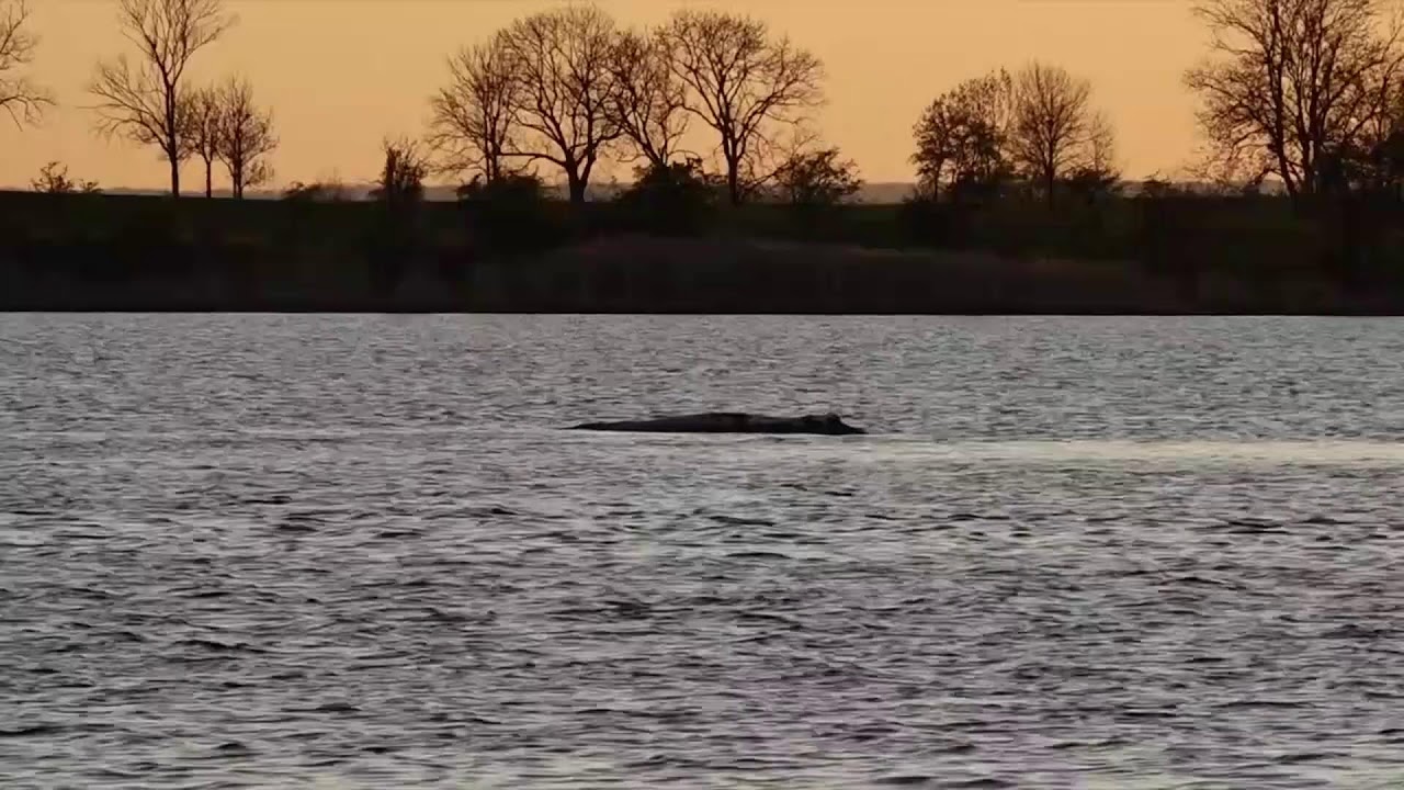 The rescue operation for a stranded whale in the Baltic Sea continues.