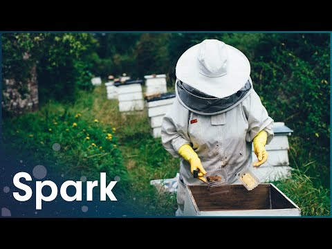 What Can We Learn From Bees? | Ever Wondered