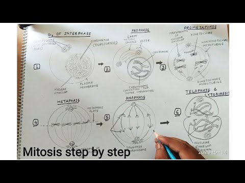 How to Draw Mitosis
