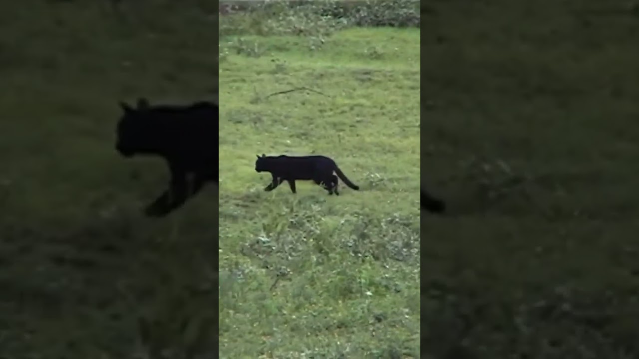 Very rare melanistic African wild cat #shorts