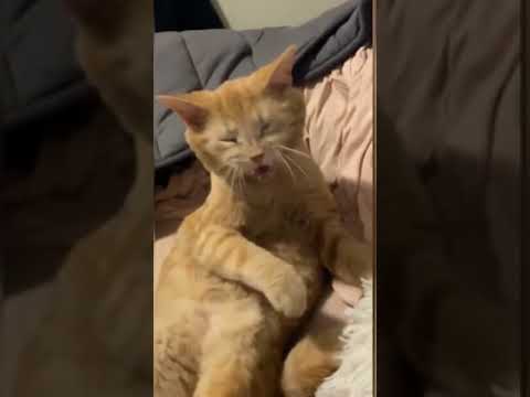 Funny Animal - Best moments #Shorts