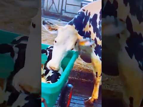 a day in dairy cow farm #shortsfeed #farming #dairyherd #jerseycow