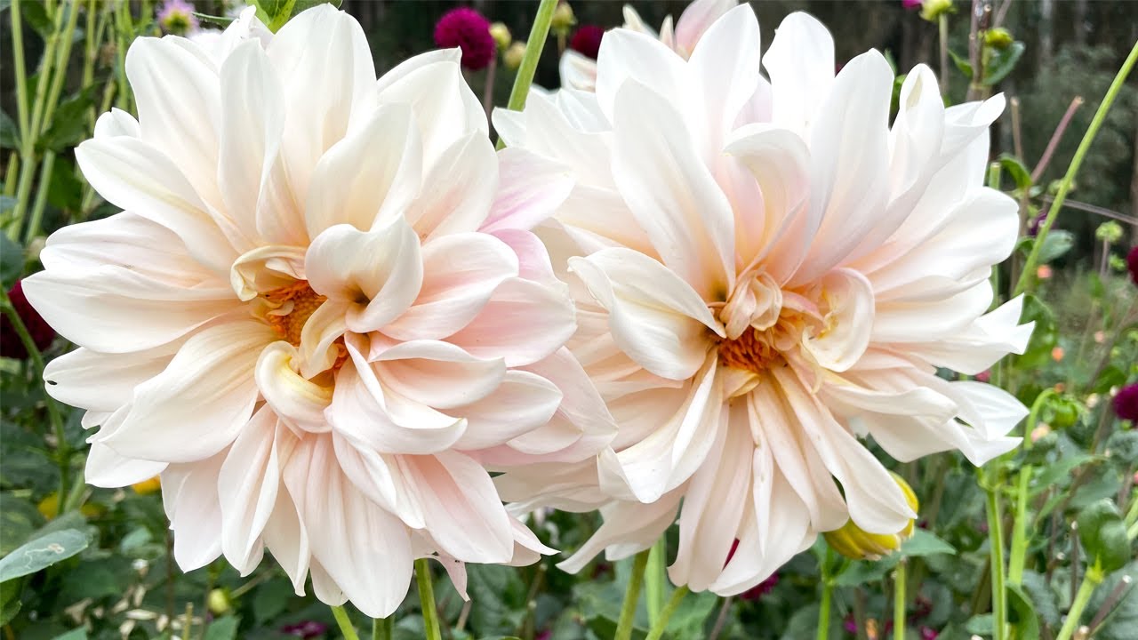 Let's Talk About Dahlias