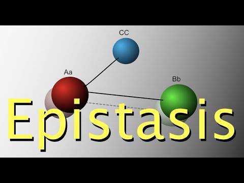 Genetic epistasis