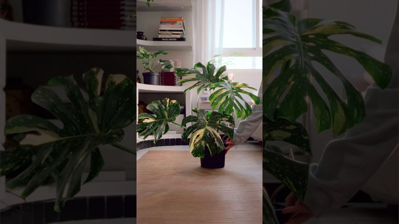 Packing one of our biggest plants for shipping. This Monstera Thai is going straight to its new home