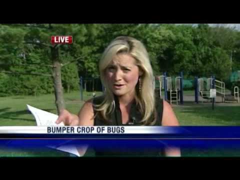 Mosquitoes, Ticks Flourish In Wet Summer