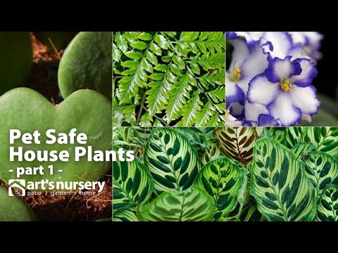 Pet-Safe Plants | Toxic and Non-Toxic Plant List - Dogs | ASPCA | Calathea | Hoya | African Violet