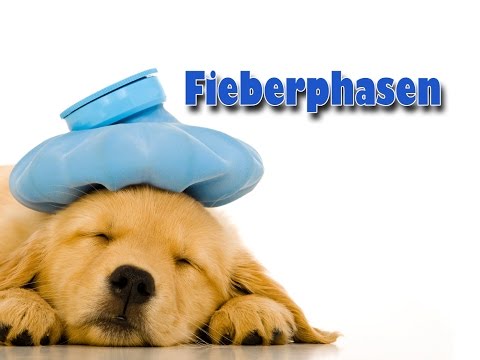 Fieberphasen | Pflege Kanal