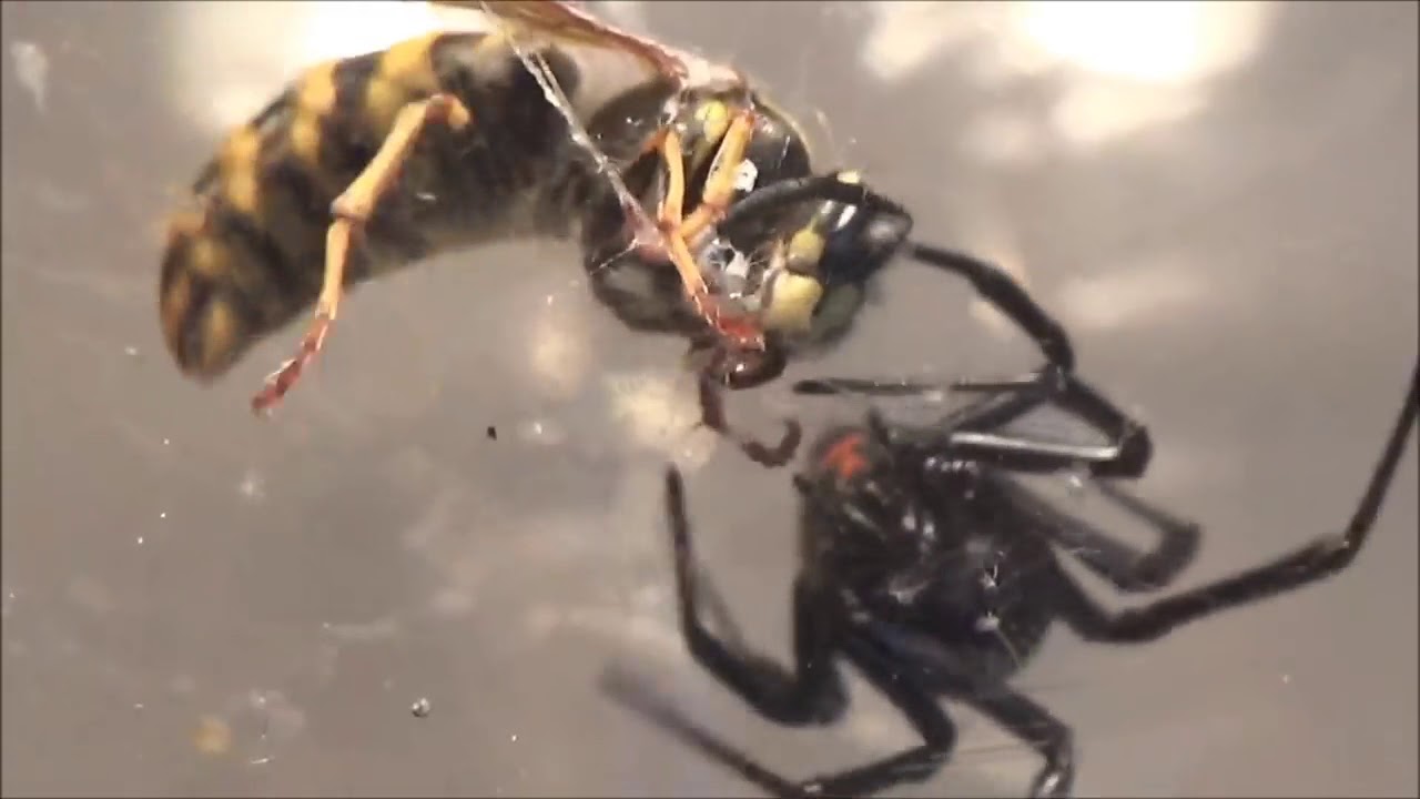 BLACK WIDOW VS QUEEN WASP (Like and Sub)