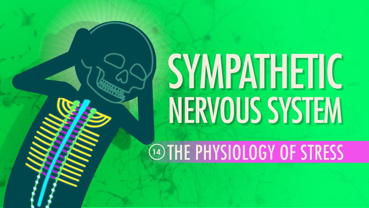 Understanding the Sympathetic Nervous System: Your Body's Stress ...