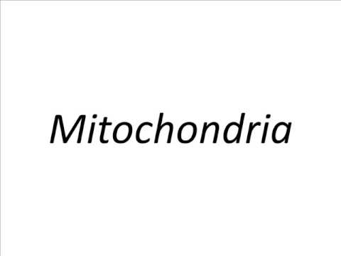 How to Pronounce Mitochondria