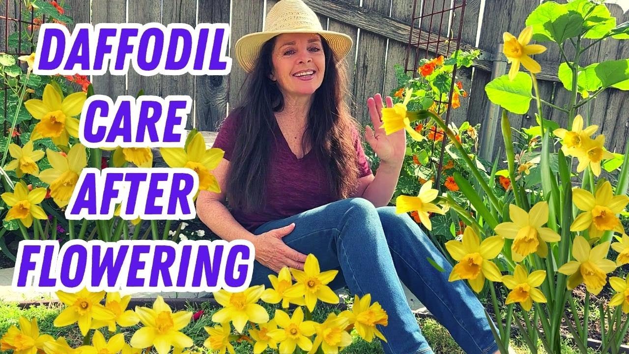 Daffodils Done Blooming? Here's what to do!