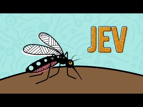 Japanese encephalitis virus (JEV) – Mozzies aren’t just annoying