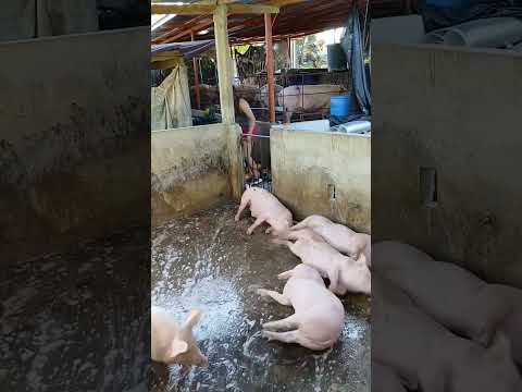 evening bath #pig #piggies #animals #pigfarming #pigging #farming #farmlife #livestockfarming
