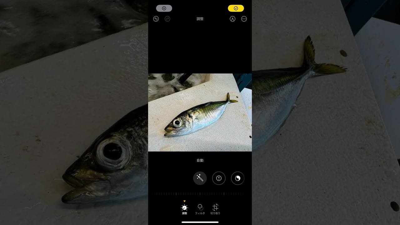 魚は死後に色が飛んだりする生き物。発色よく見せるためには加工が必要です。　今回は、iPhoneの純正メディアでの加工の一例を紹介。彩度で発色をイジり、ビネットで被写体を強調。好みの加工を見つけましょう