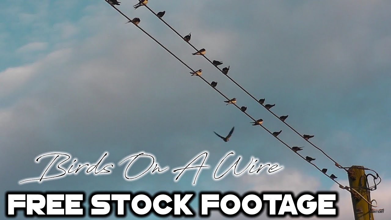 FREE STOCK FOOTAGE // Birds on a wire //  HD 1080p 50 FPS