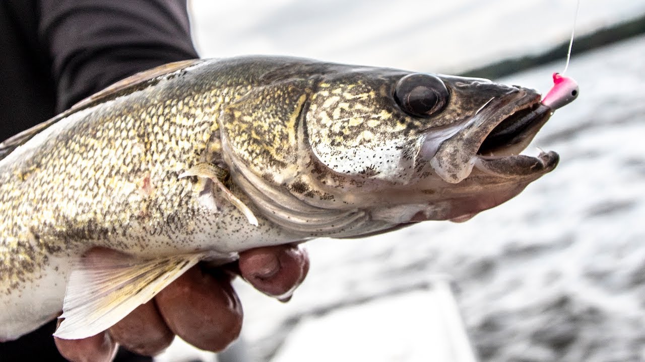 Simple Strategies for Catching Walleyes on 