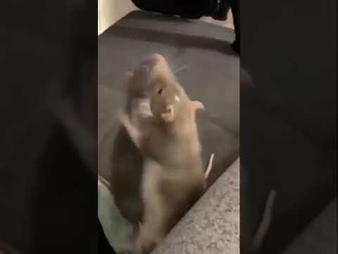 2 rats fighting | discord memes #shorts #funnymemes