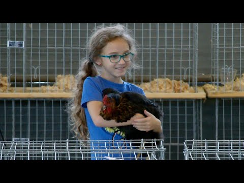 Williamson County 4-H Chick Chain Show & Sale (2023)