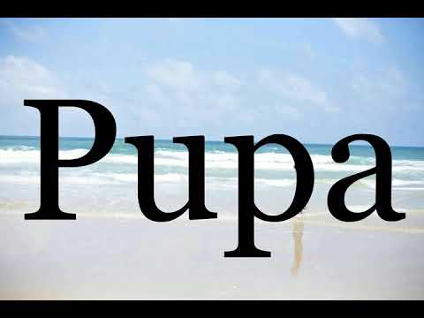 How To Pronounce Pupa🌈🌈🌈🌈🌈🌈Pronunciation Of Pupa