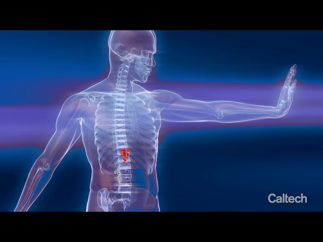 Caltech's Mikhail Shapiro (2004 Fellow) and Mohamed Abedi (2015 Fellow ...