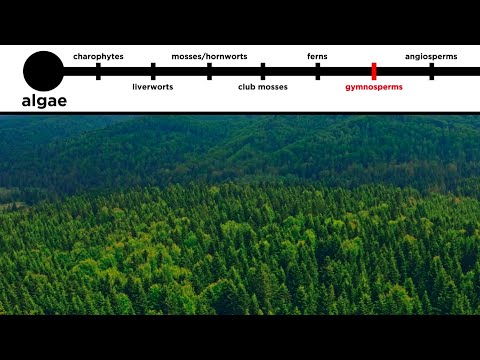 Gymnosperms: Long-Distance Pollination