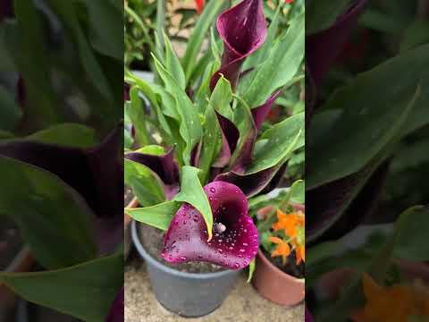 My favorite Calla #flowerszone #flower #calla #lule #zambak #bulboseflowers