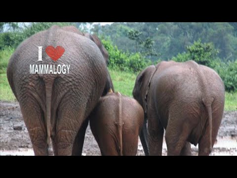 What is a Mammalogist? (Career Presentation)