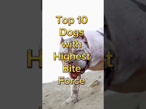 Top 10 dog with strongest bite force 🐕🥵🔥 #shorts #dog #top10