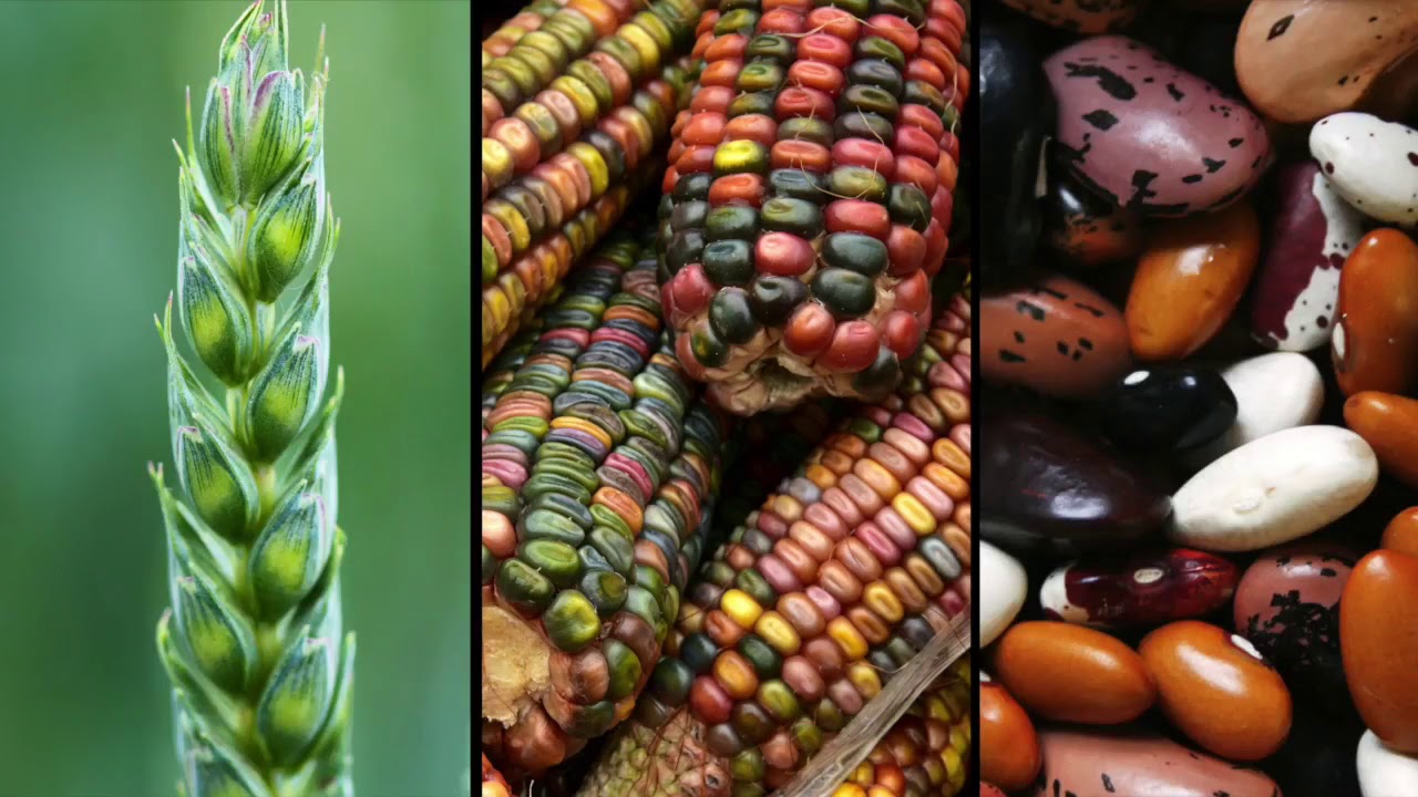 Agrobiodiversidad