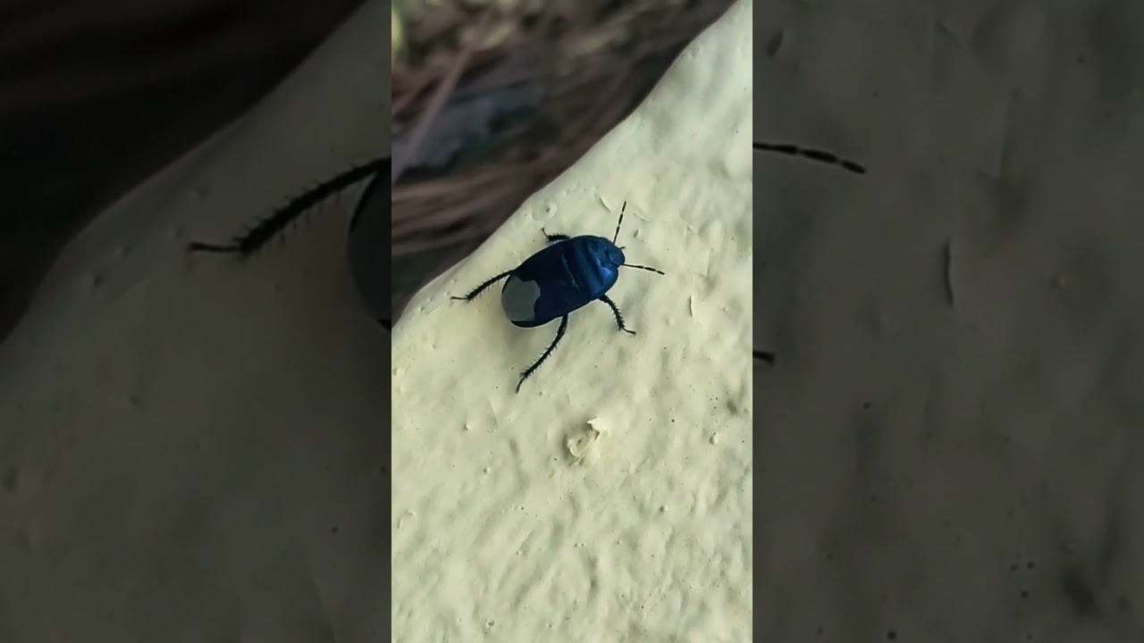 Black burrowing bug, (Cydnus aterrimus), Punaise de l’euphorbe, Wolfsmilch-Erdwanze, ツチカメムシ科, سدنوس