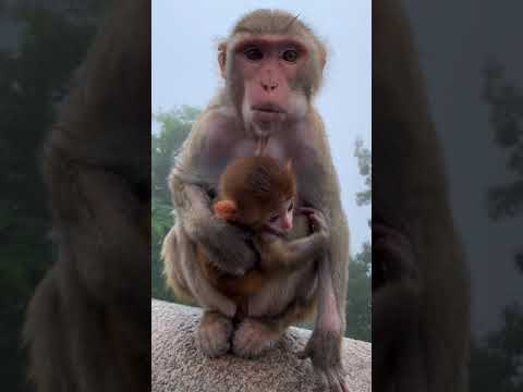 #shorts r i p monkey funny monkey gif bass boosted monkey sounds oo oo ah ah