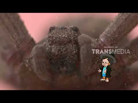 Apasih Perbedaan Laba-Laba Dan Tarantula | SI OTAN