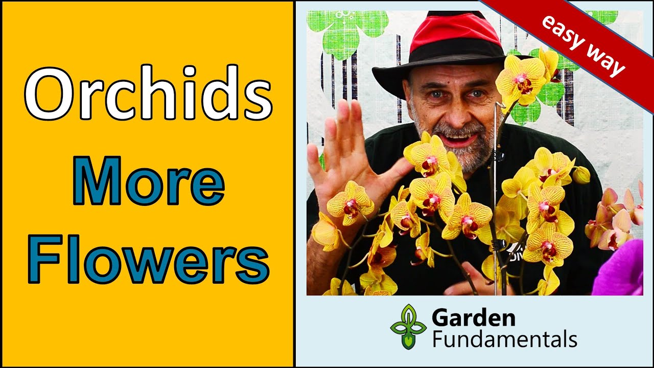 Get More Flowers on Your Orchid 💐💐💐 How To Get Phalaenopsis To Flower Again